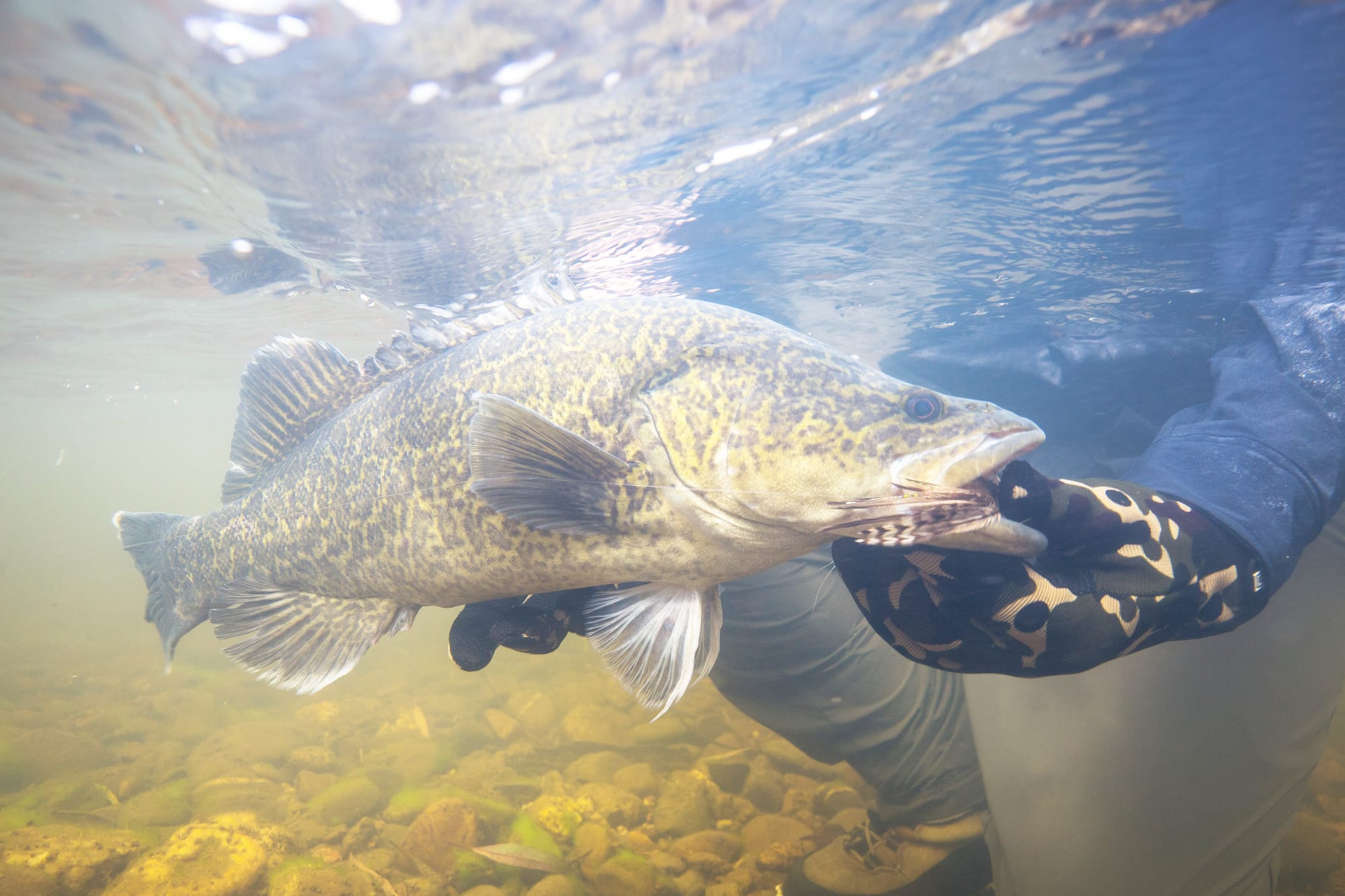 Countdown to Murray Cod Season Opening